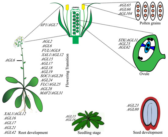 The Roles of MADS-Box Genes from Root Growth to Maturity in Arabidopsis ...