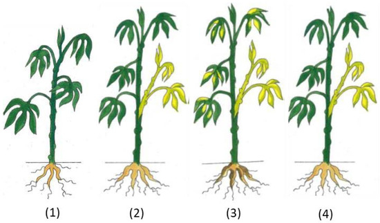 High-Throughput Virus Screening in Crosses of South American and ...