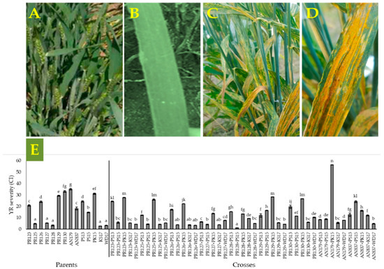 Differential Responses to Yellow-Rust Stress Assist in the Identification of Candidate Wheat ...