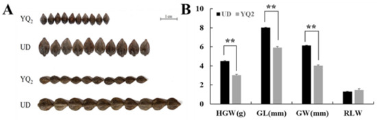 Genetic Map Construction, QTL Mapping, and Candidate Genes Screening of ...