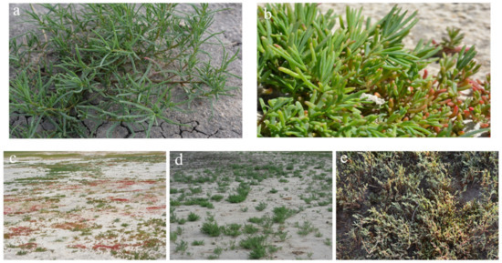 Agronomy | Free Full-Text | Suaeda glauca and Suaeda salsa Employ ...