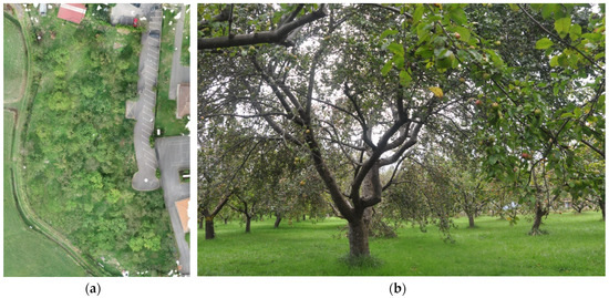 Transfer Learning with Convolutional Neural Networks for Cider Apple ...