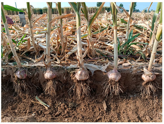 Experiment and Study of Garlic Root Cutting Based on Continuous Force ...