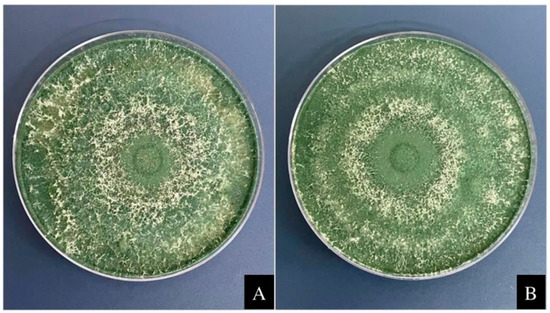 Trichoderma harzianum and Bacillus subtilis in Association with Rock ...