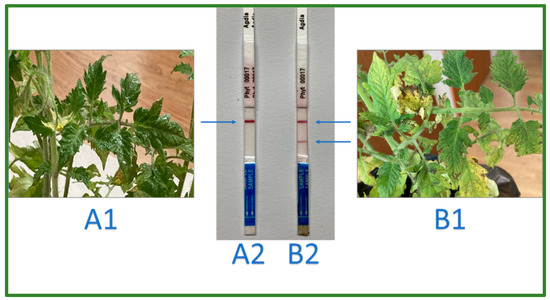 Agronomy | Free Full-Text | Applicability of Smart Tools in Vegetable ...