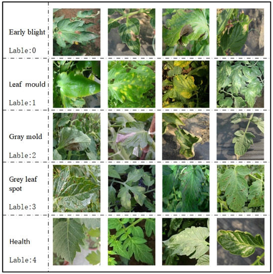 Agronomy | Free Full-Text | Recognition of Tomato Leaf Diseases Based ...