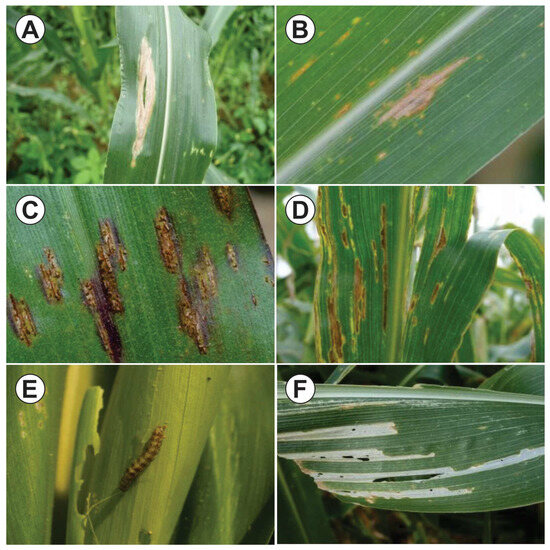 Enhancing Corn Pest and Disease Recognition through Deep Learning: A ...
