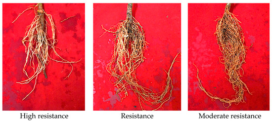 Grafting Bell Pepper onto Local Genotypes of Capsicum spp. as ...