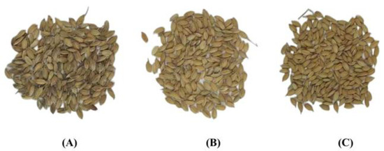 A Method for the Rapid Identification of Rice Seed Blast Using Deep ...