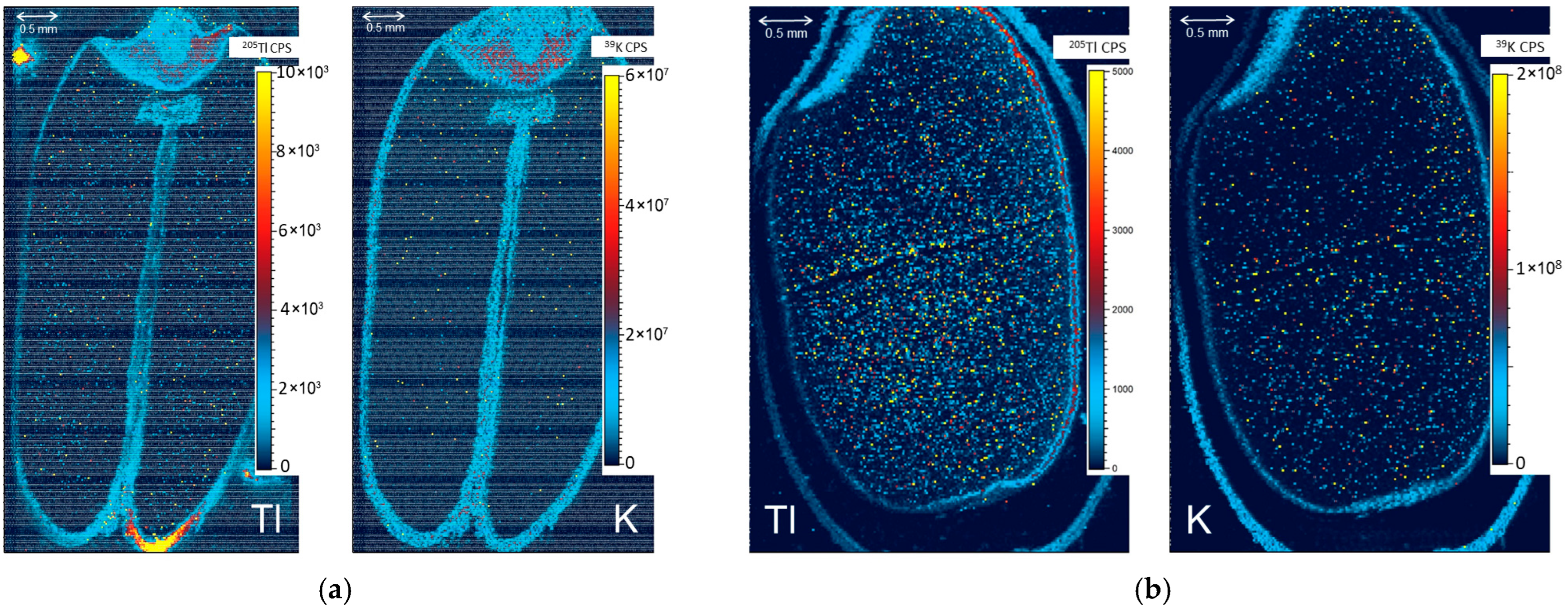 Thallium(I) Uptake and Accumulation by Wheat and Rice Plants