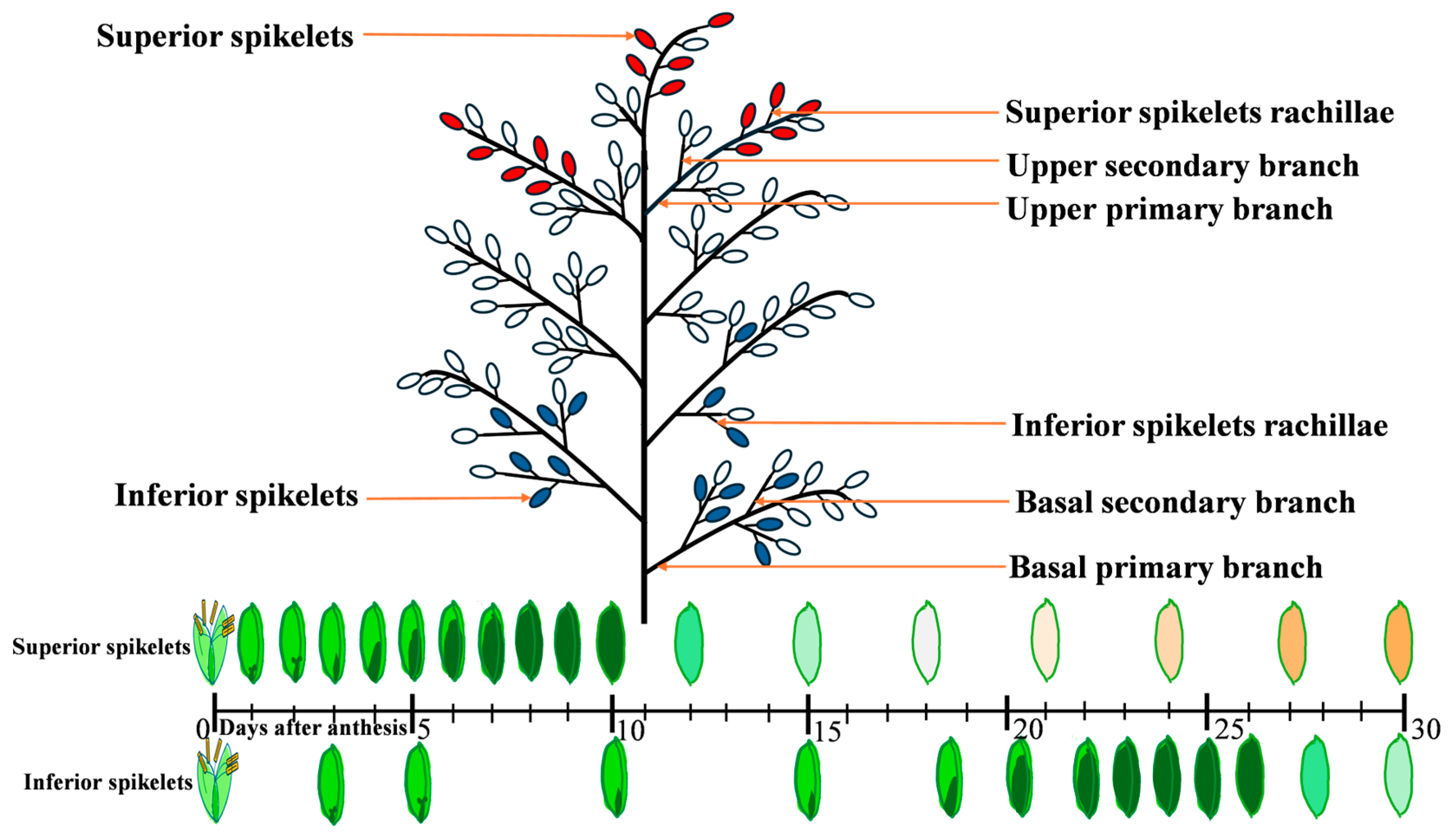 Synchronizing the Panicle: A Spatiotemporal Network View of ...