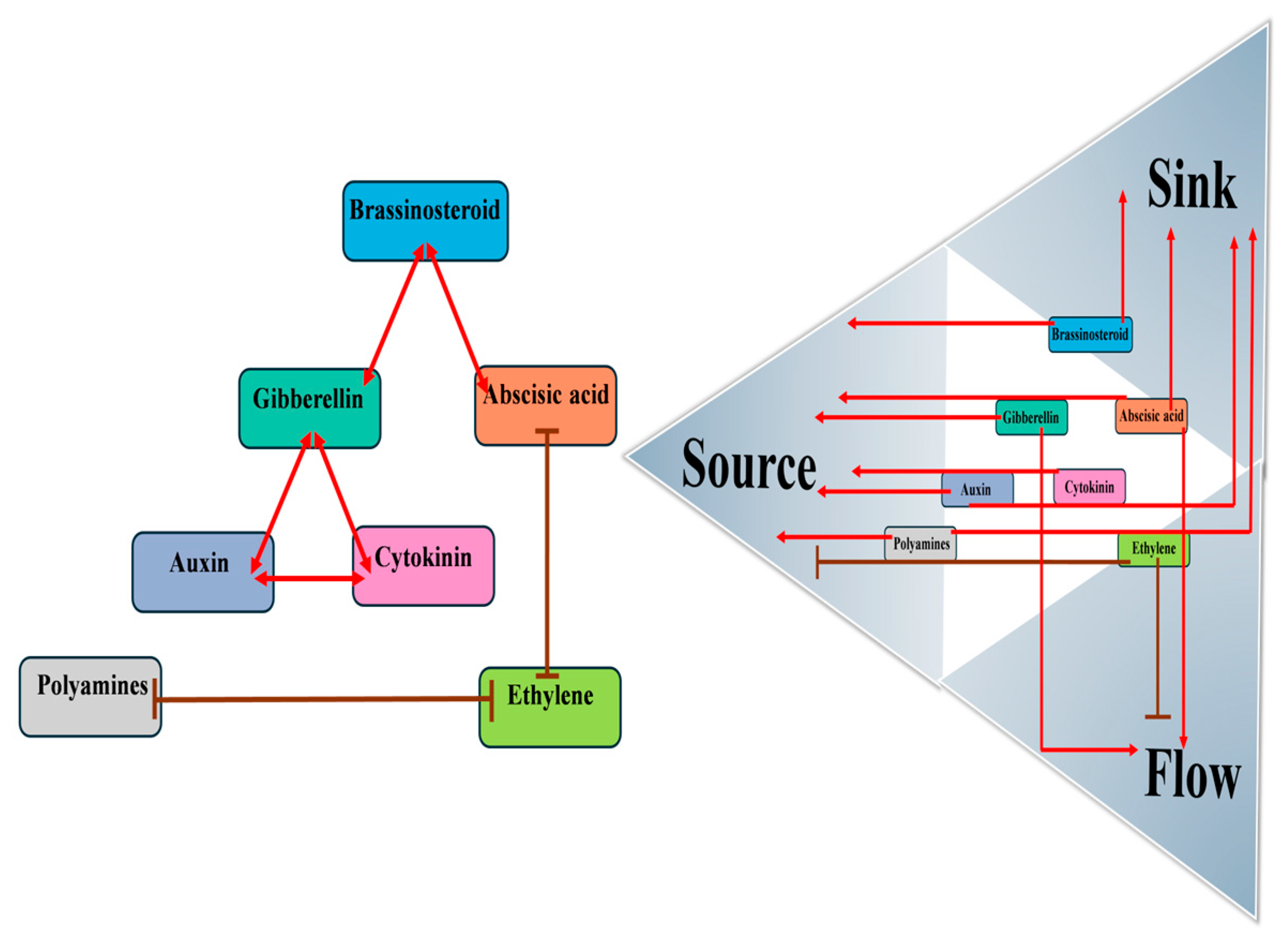 Synchronizing the Panicle: A Spatiotemporal Network View of ...