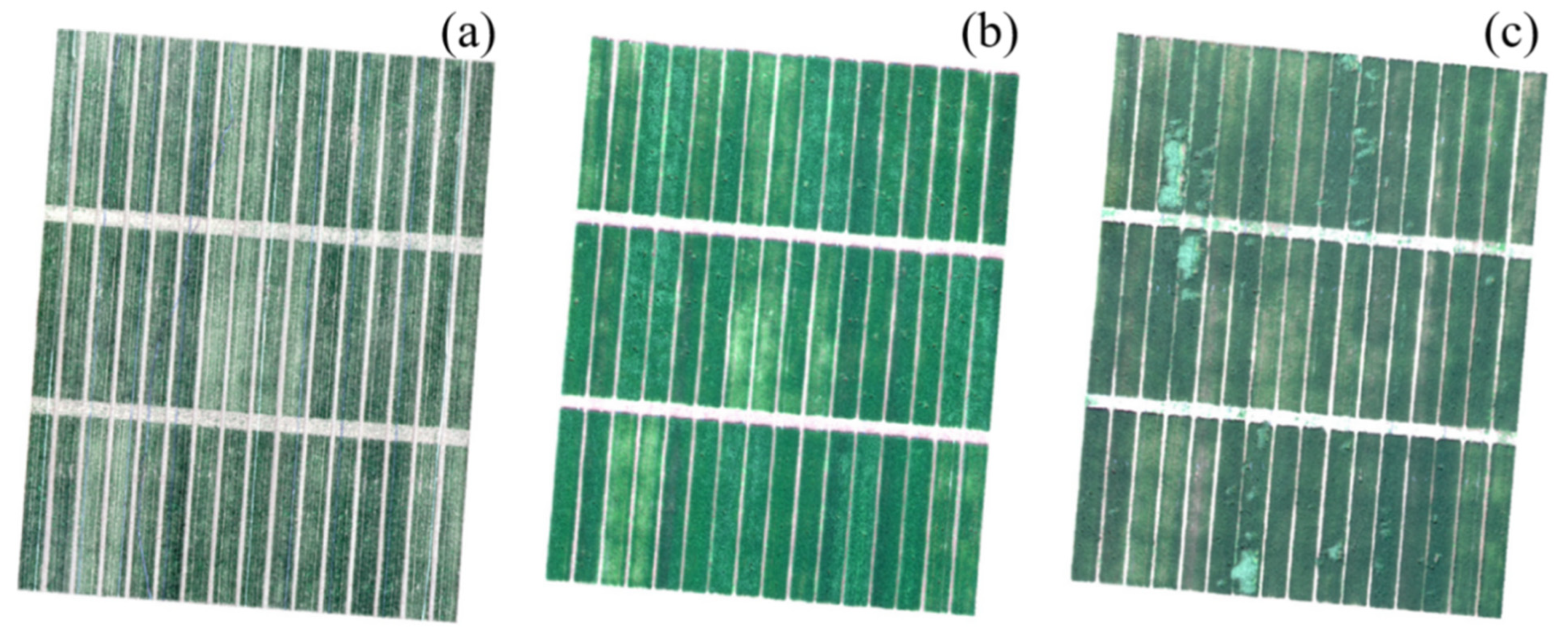 Winter Wheat Yield Estimation Under Different Management Practices ...