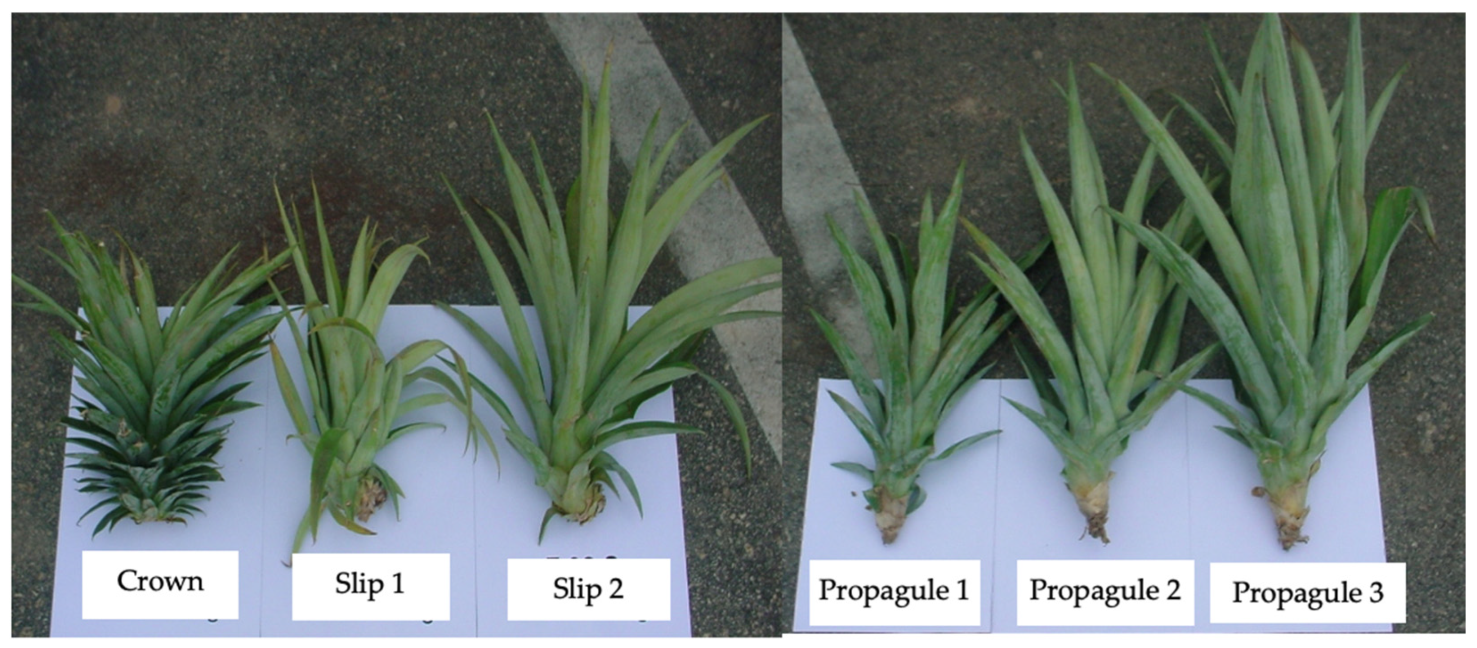 Production and Quality of ‘Smooth Cayenne’ Pineapple as Affected by ...