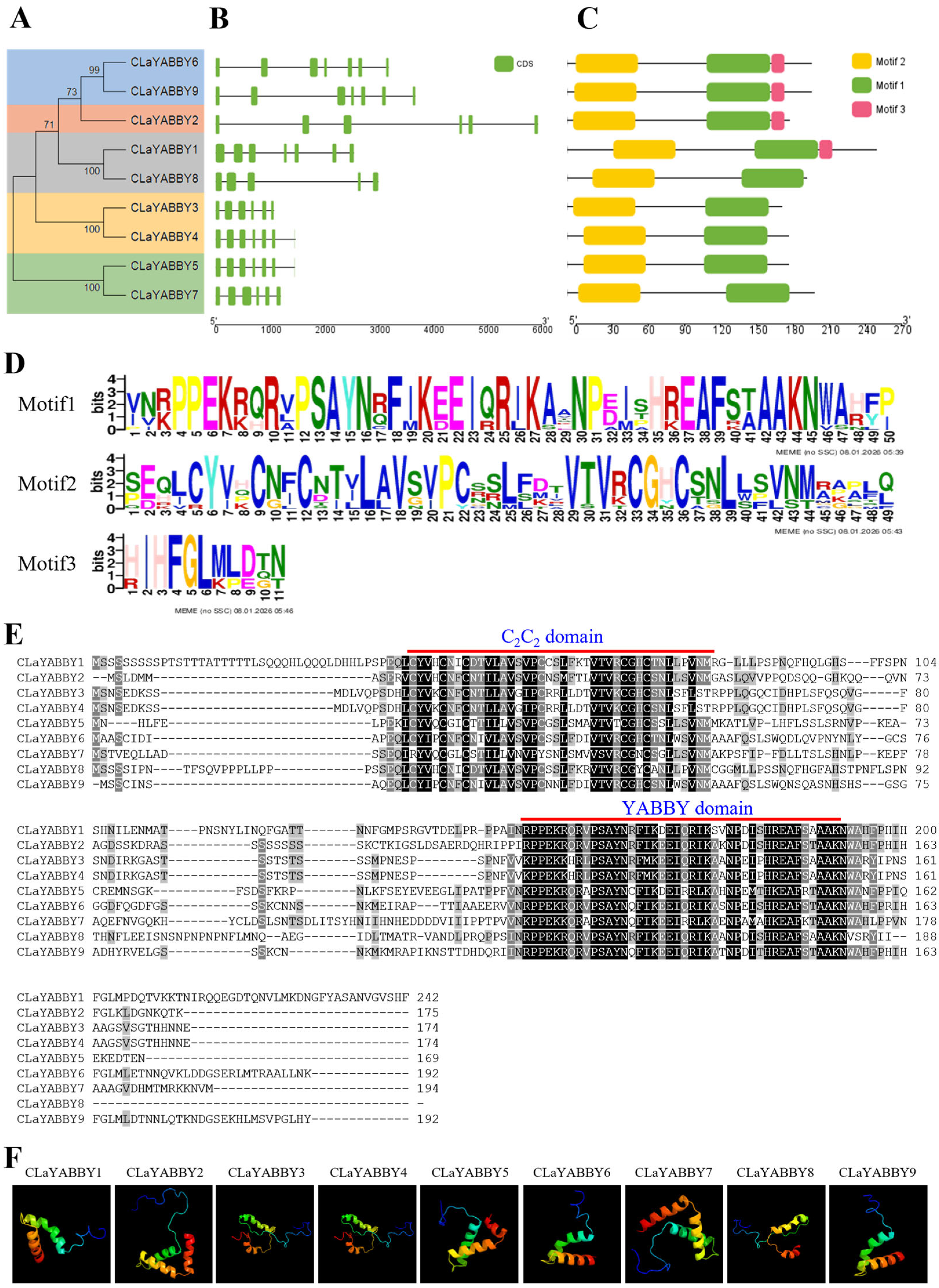 Genome-Wide Identification and Expression Analysis of the YABBY Gene ...
