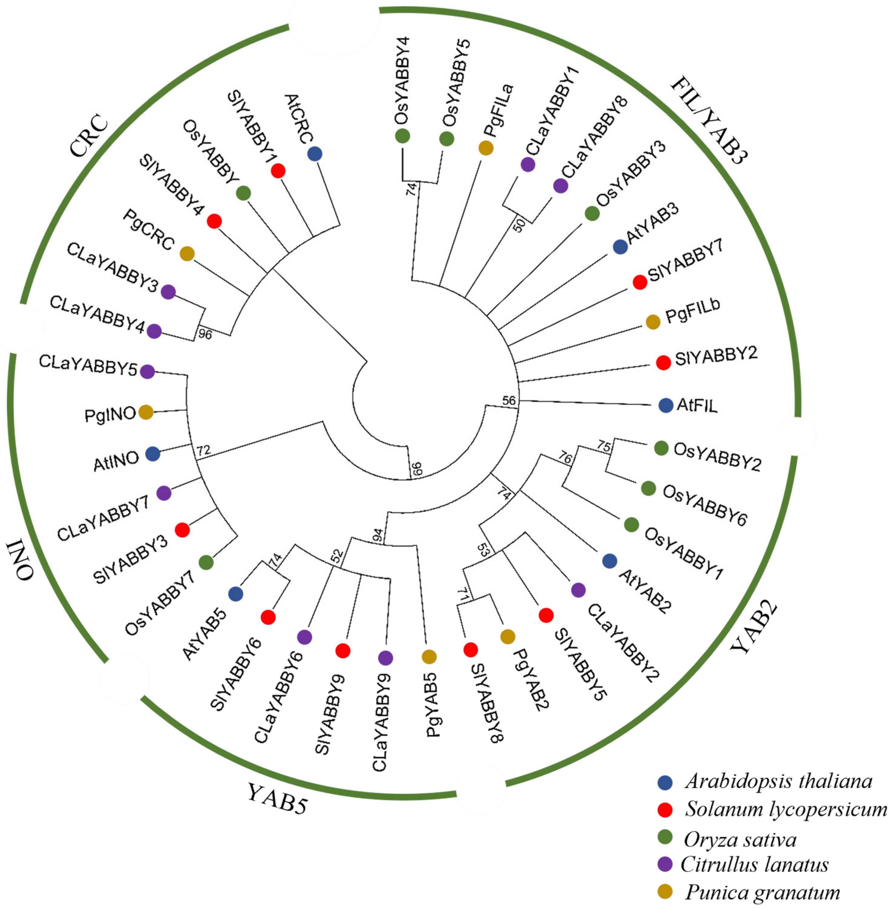 Genome-Wide Identification and Expression Analysis of the YABBY Gene ...