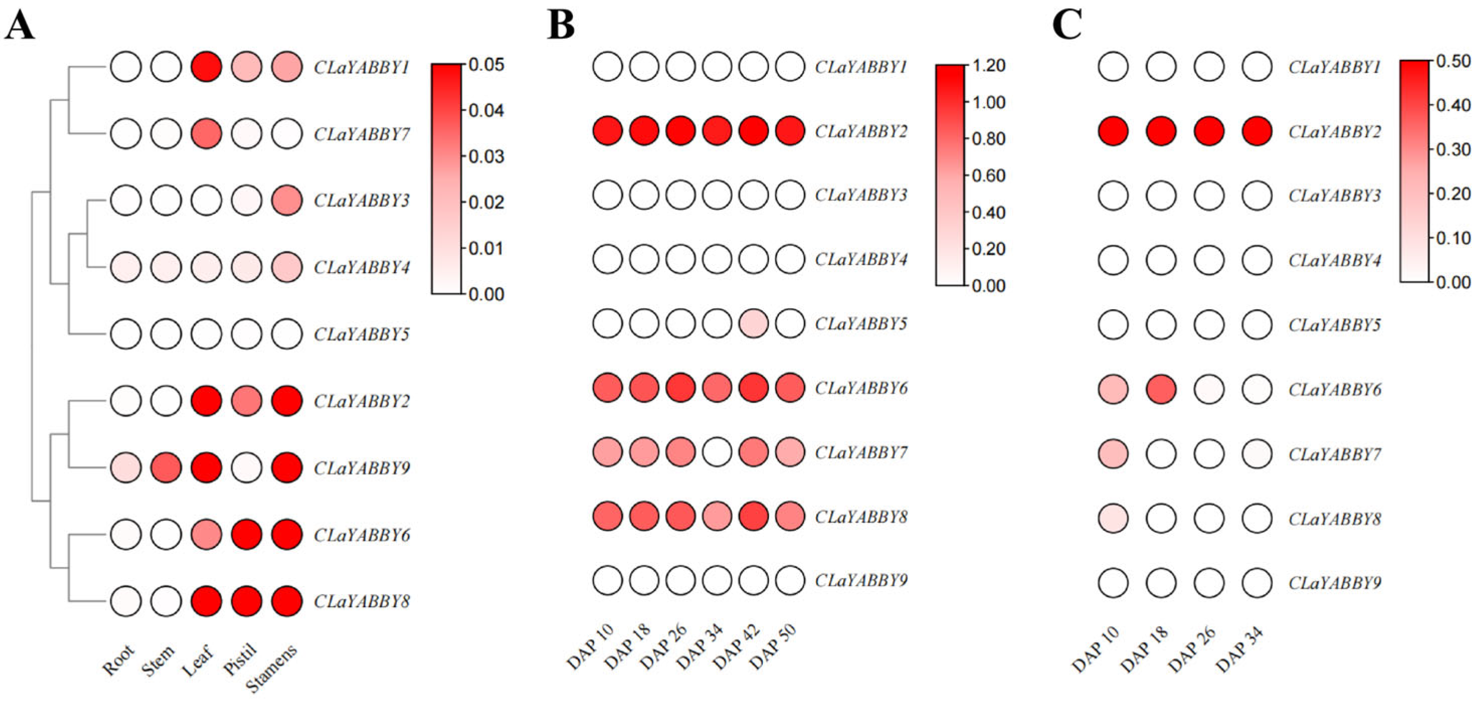 Genome-Wide Identification and Expression Analysis of the YABBY Gene ...