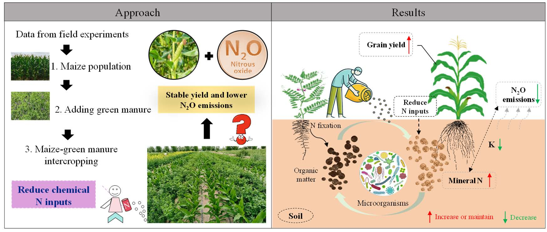 Green Manure Intercropping with Reduced Chemical N Input Mitigates ...