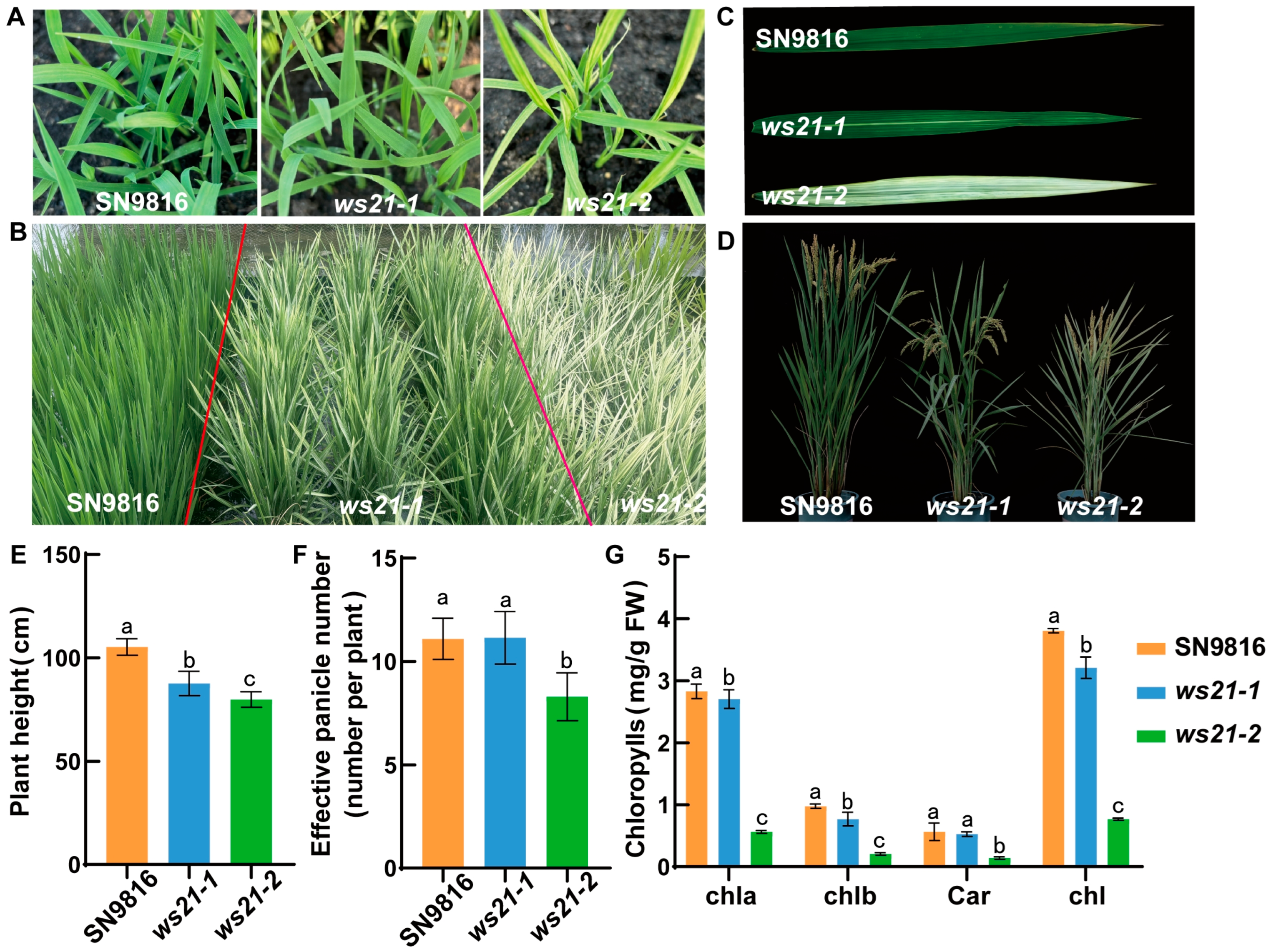 Allele-Specific Effects of RNRS1 on Chloroplast Biogenesis and Albino ...