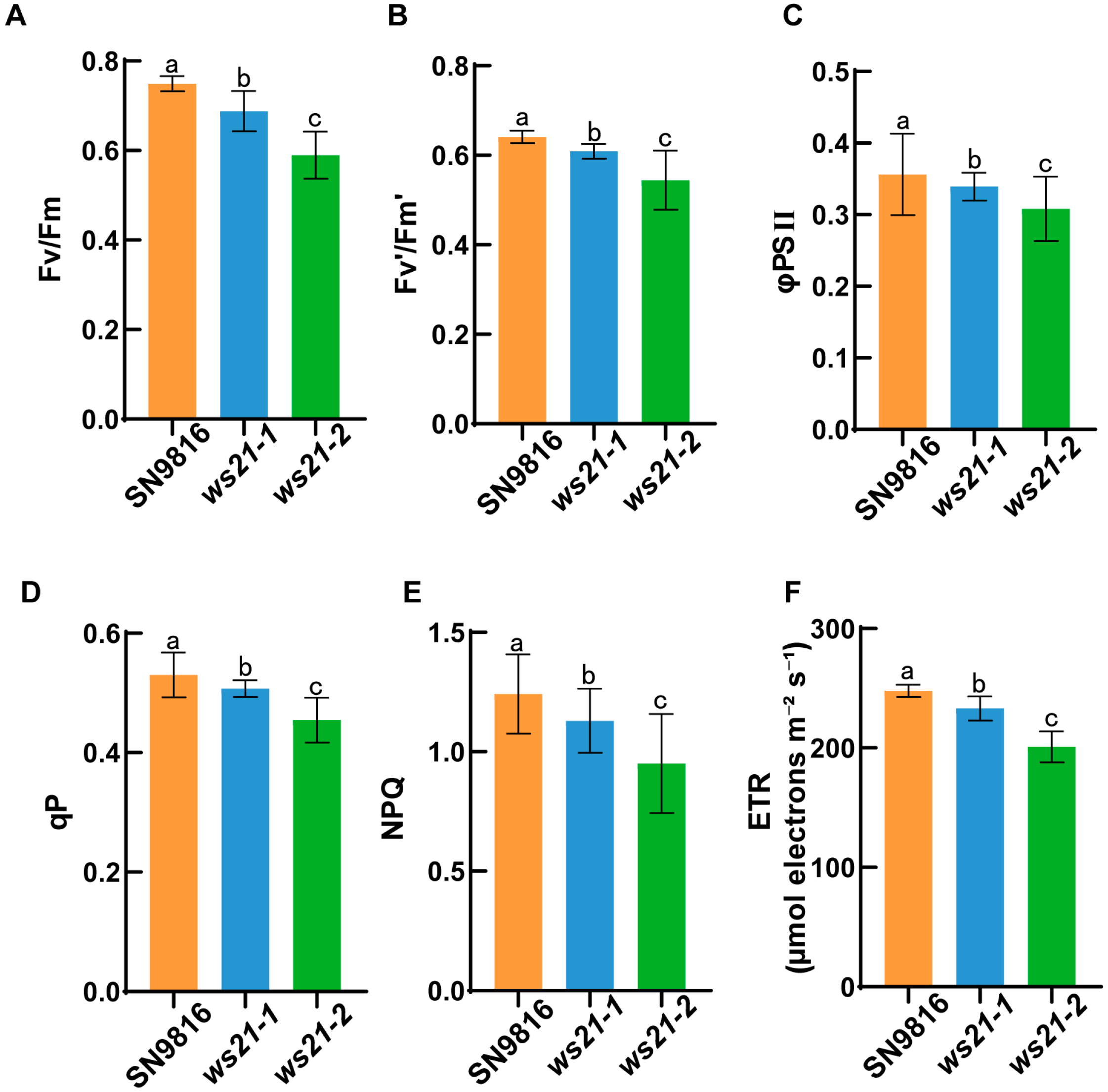 Allele-Specific Effects of RNRS1 on Chloroplast Biogenesis and Albino ...