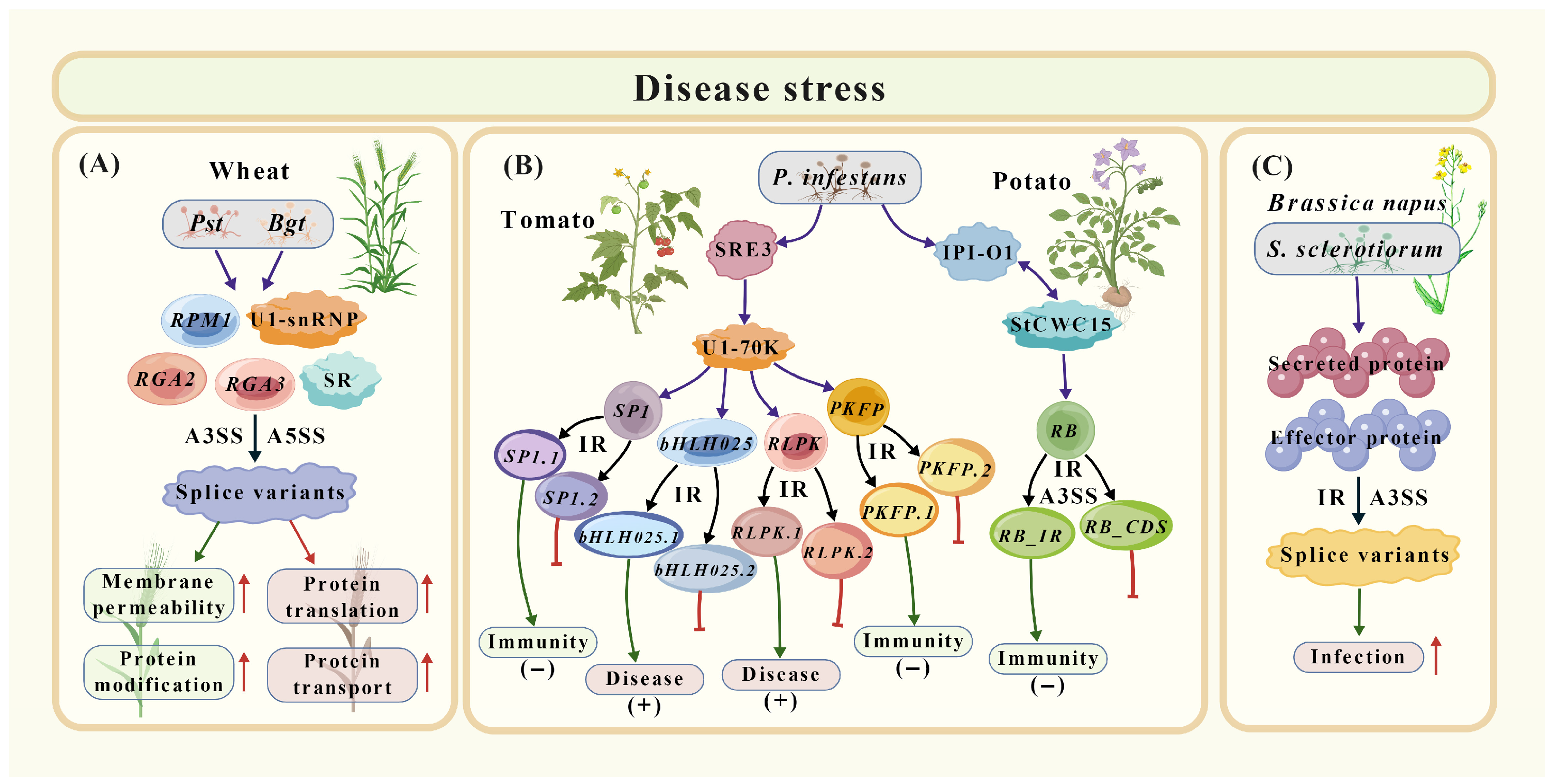 Alternative Splicing Responses to Plant–Biotic Interactions and Abiotic ...