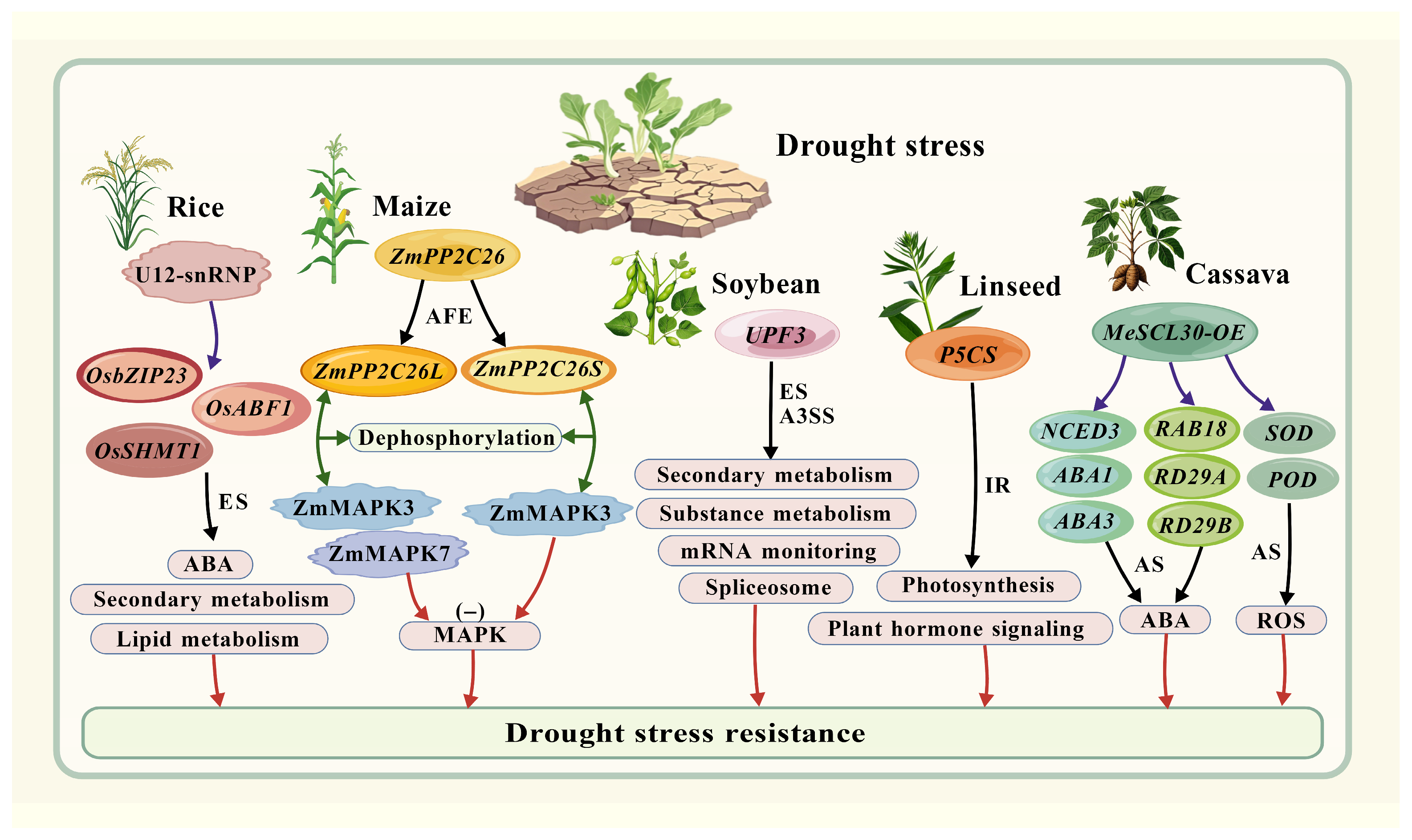 Alternative Splicing Responses to Plant–Biotic Interactions and Abiotic ...