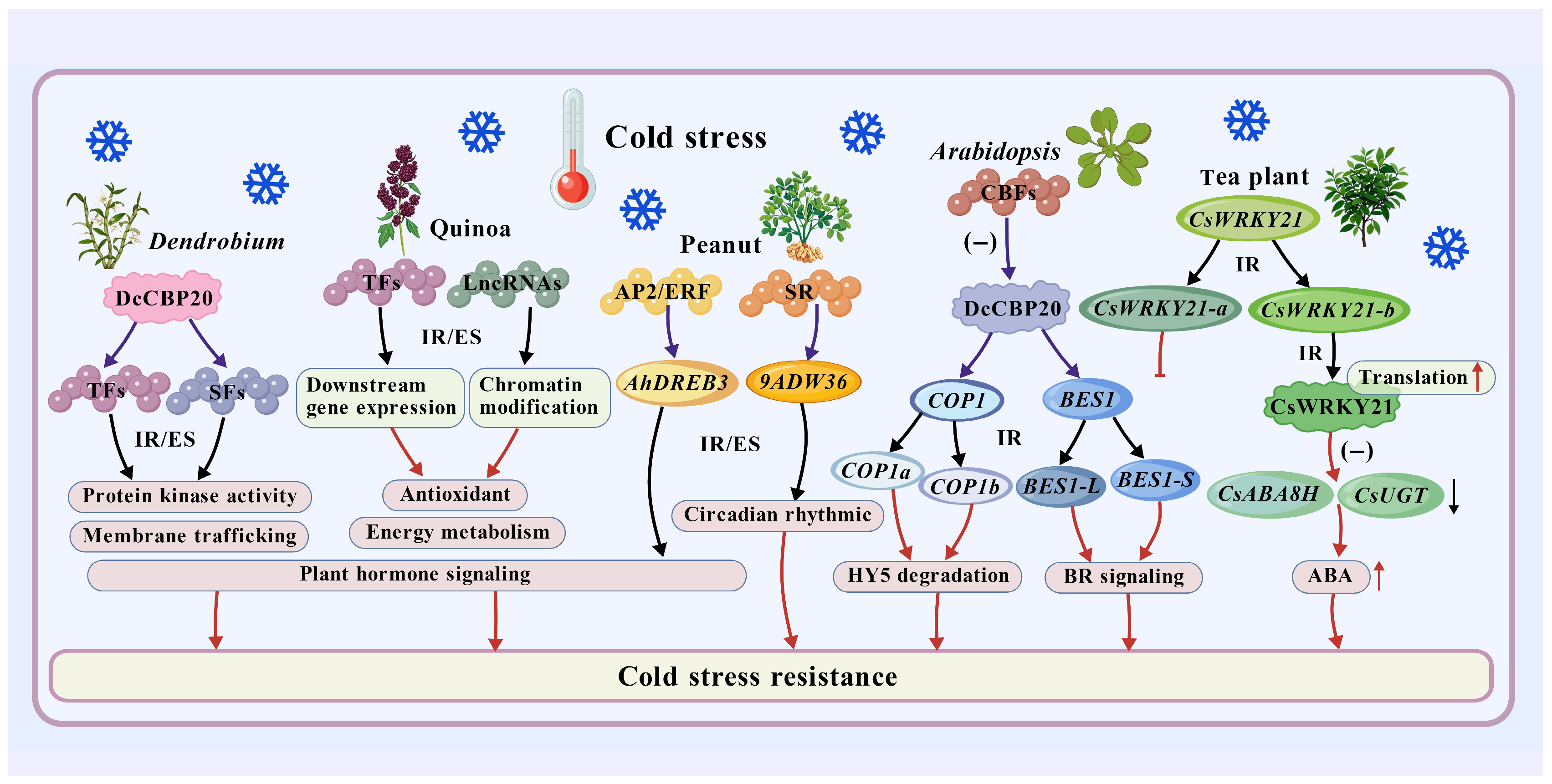 Alternative Splicing Responses to Plant–Biotic Interactions and Abiotic ...