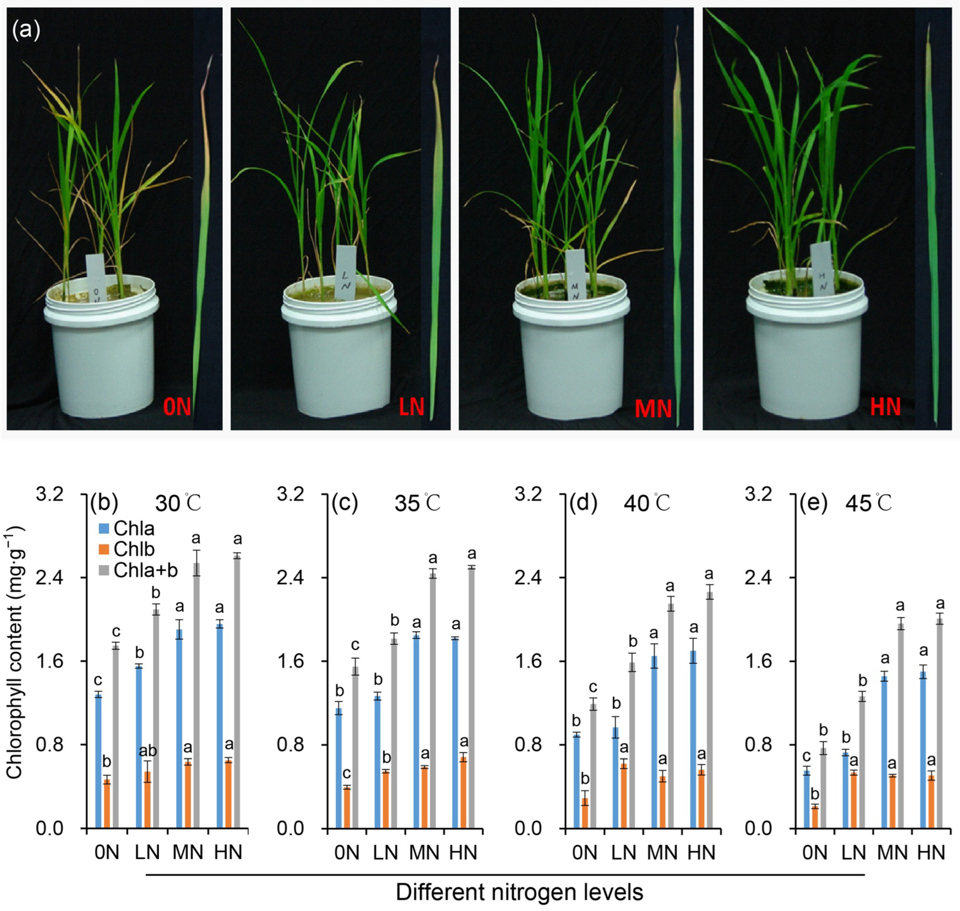 Nitrogen Alleviates Heat-Induced Damage in Rice by Coordinating ...