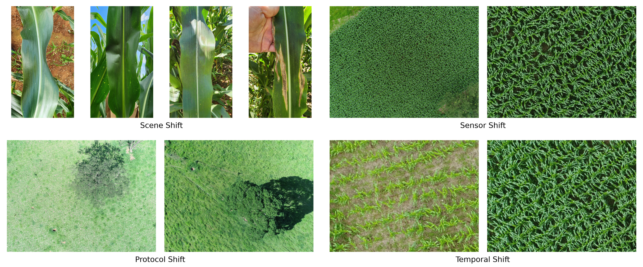 Transferability and Robustness in Proximal and UAV Crop Imaging