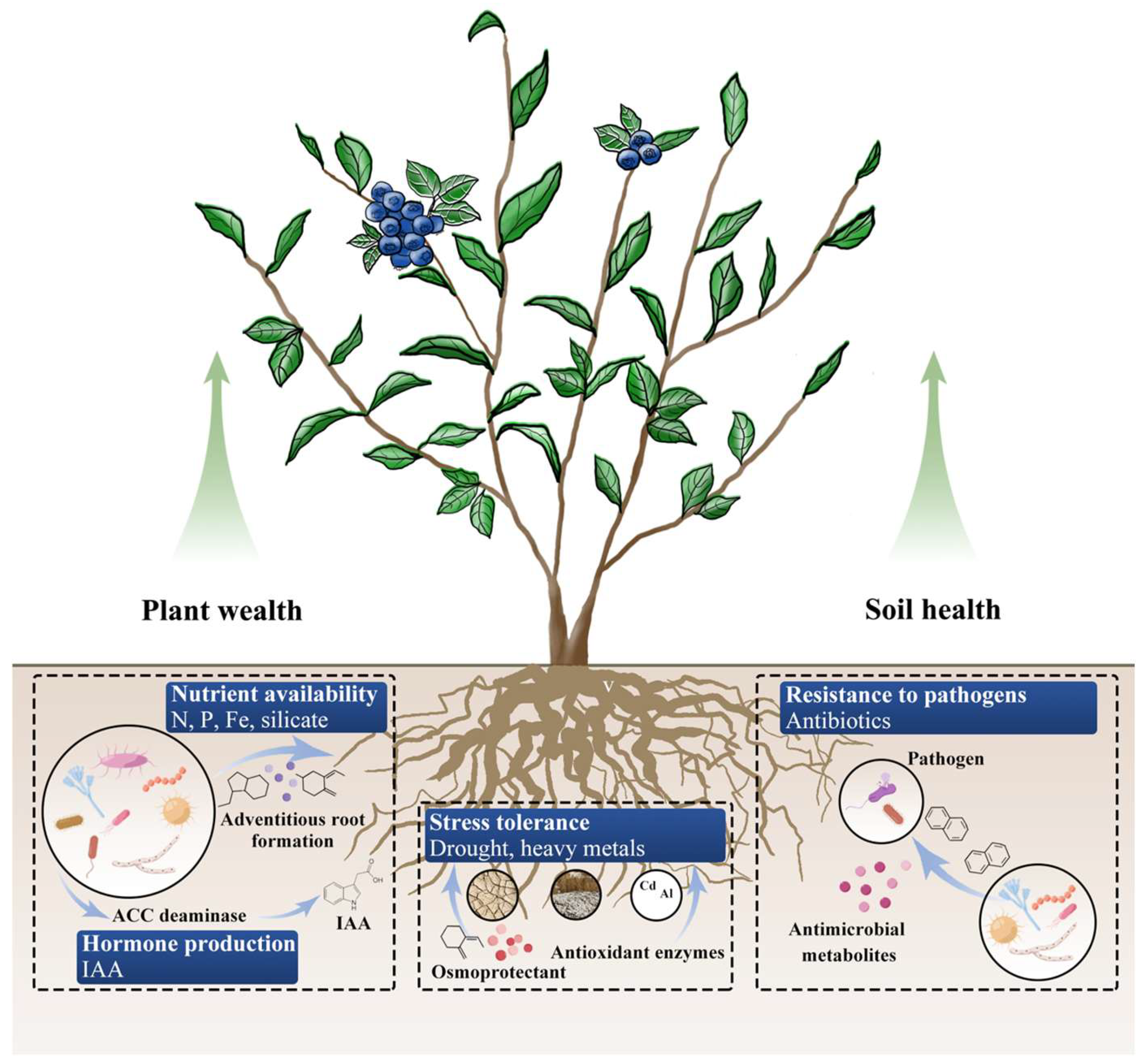 Significant Benefits of the Rhizosphere Microbiome for Sustainable ...