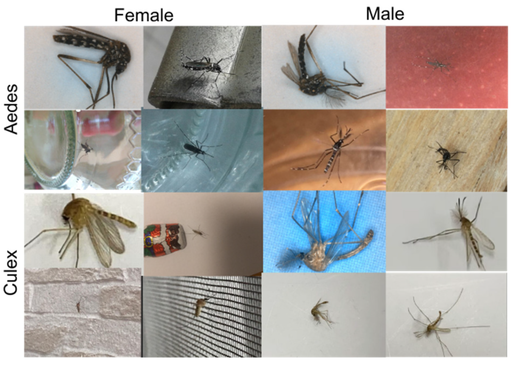 LW-YOLO: A Lightweight Enhanced YOLOv8-Based Model for Mosquito Detection