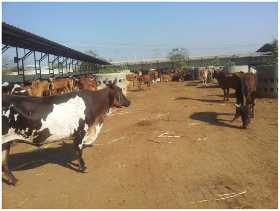 A Novel Method of Assessing Floor Friction in Cowsheds and Its ...