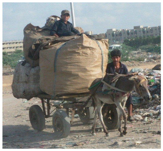 The Role and Welfare of Cart Donkeys Used in Waste Management in ...