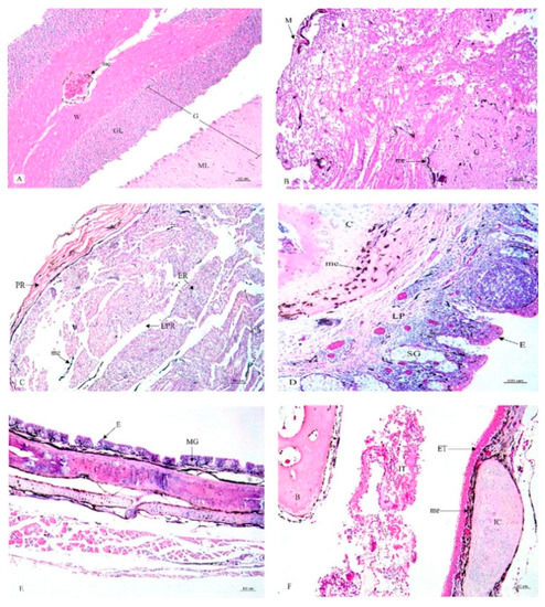 Distribution of Melanin Pigmentation in 33 Organs of Thai Black-Bone ...