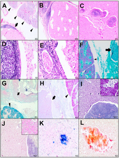 Lymphoepithelial Cyst of the Salivary Gland in a Small Ruminant ...