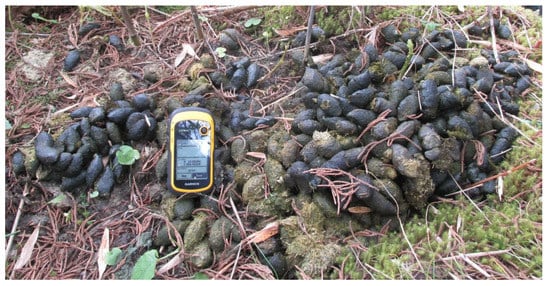 Improved Trapping and Handling of an Arboreal, Montane Mammal: Red ...