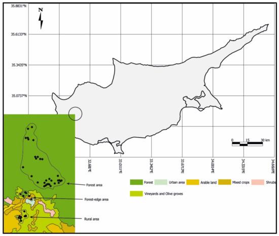 Endemic Cyprus Scops Owl Otus cyprius Readily Breeds in Artificial Nest ...