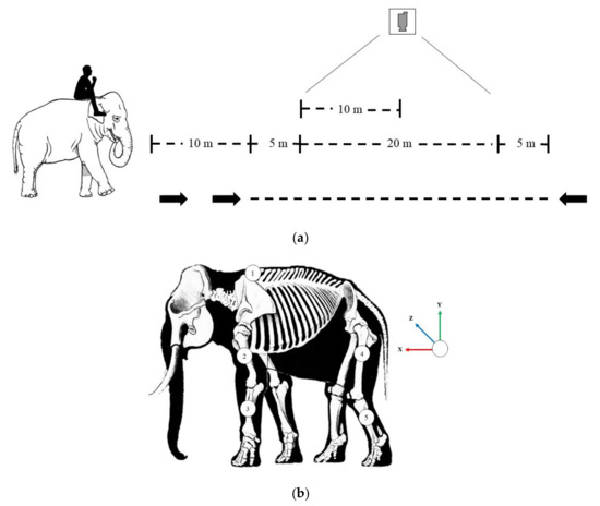 Impact of Weight Carriage on Joint Kinematics in Asian Elephants Used ...