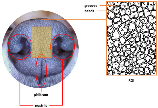 Animals | Free Full-Text | Study on the Viability of Canine Nose ...