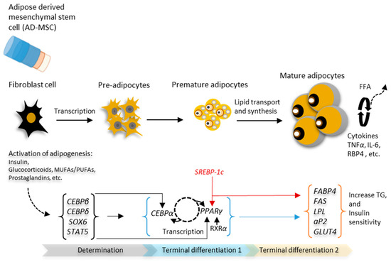 Genes Related to Fat Metabolism in Pigs and Intramuscular Fat Content ...