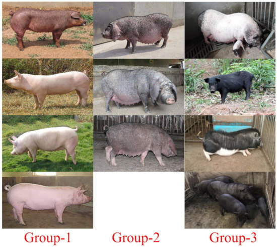 Animals | Free Full-Text | Retrotransposon Insertion Polymorphisms ...