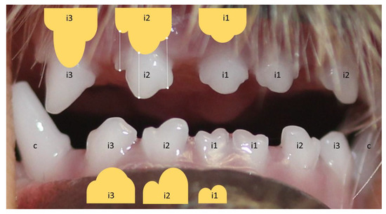 Changes in the Dentition of Small Dogs up to 4 Months of Age