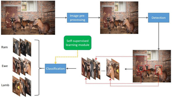 Research on Chengdu Ma Goat Recognition Based on Computer Vison