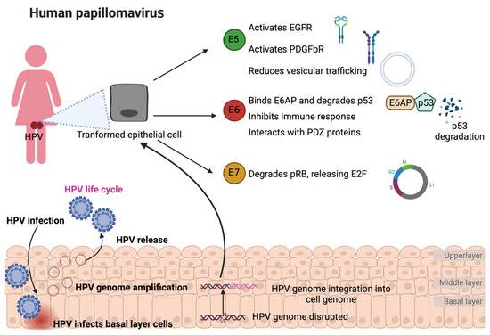 Pathological Similarities in the Development of Papillomavirus ...