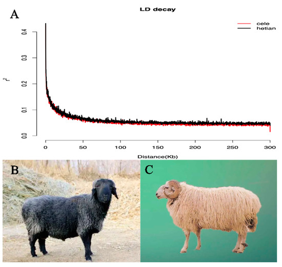Identification of Signatures of Selection for Litter Size and Pubertal ...