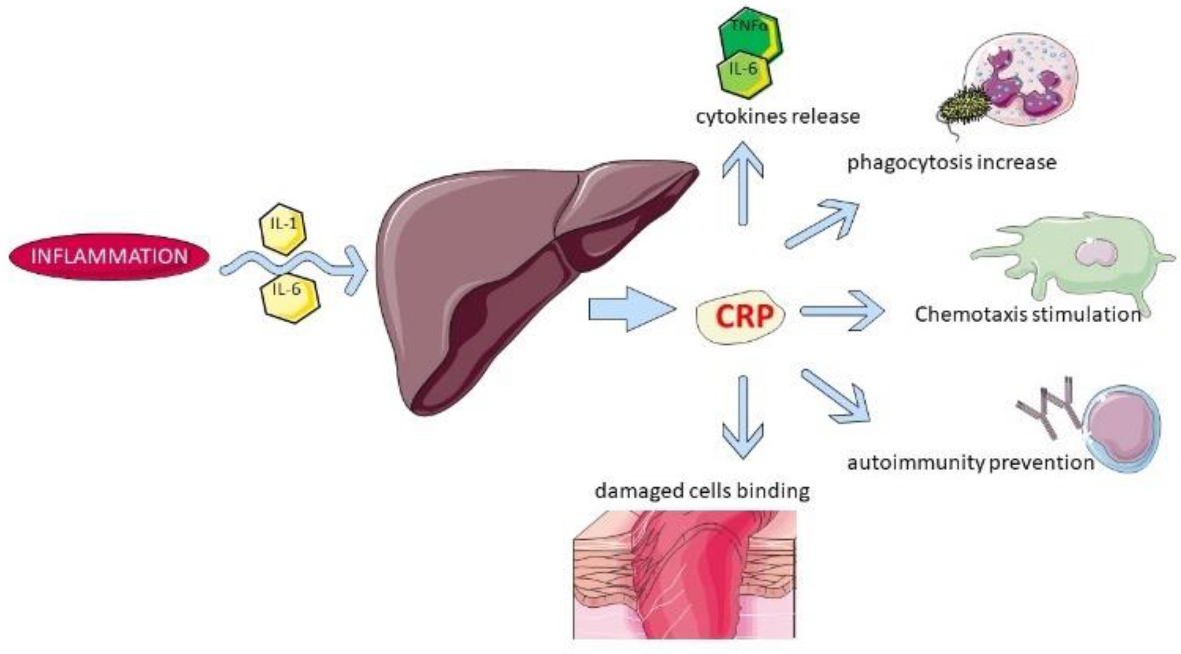 Animals Free Full Text C Reactive Protein As A Diagnostic Marker In Animals Free Full Text C Reactive Protein As A Diagnostic Marker In