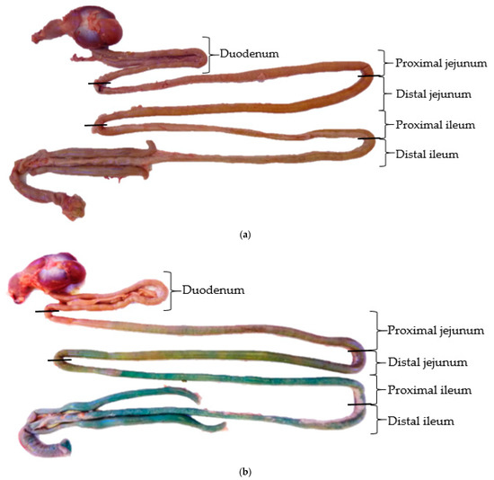 Short Communication: Evaluation of Intestinal Release of Butyric Acid ...