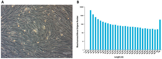 Isolation and Identification of Bone Marrow Mesenchymal Stem Cells from ...