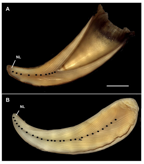 Life History Traits of Sperm Whales Physeter macrocephalus Linnaeus ...