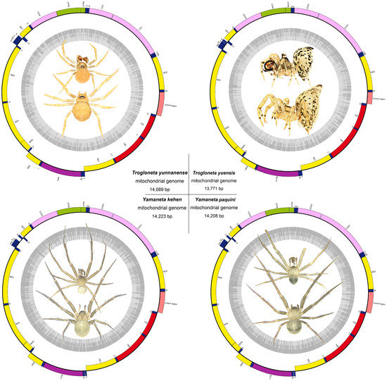 New Insights into the Origin and Evolution of Mysmenid Spiders (Araneae ...